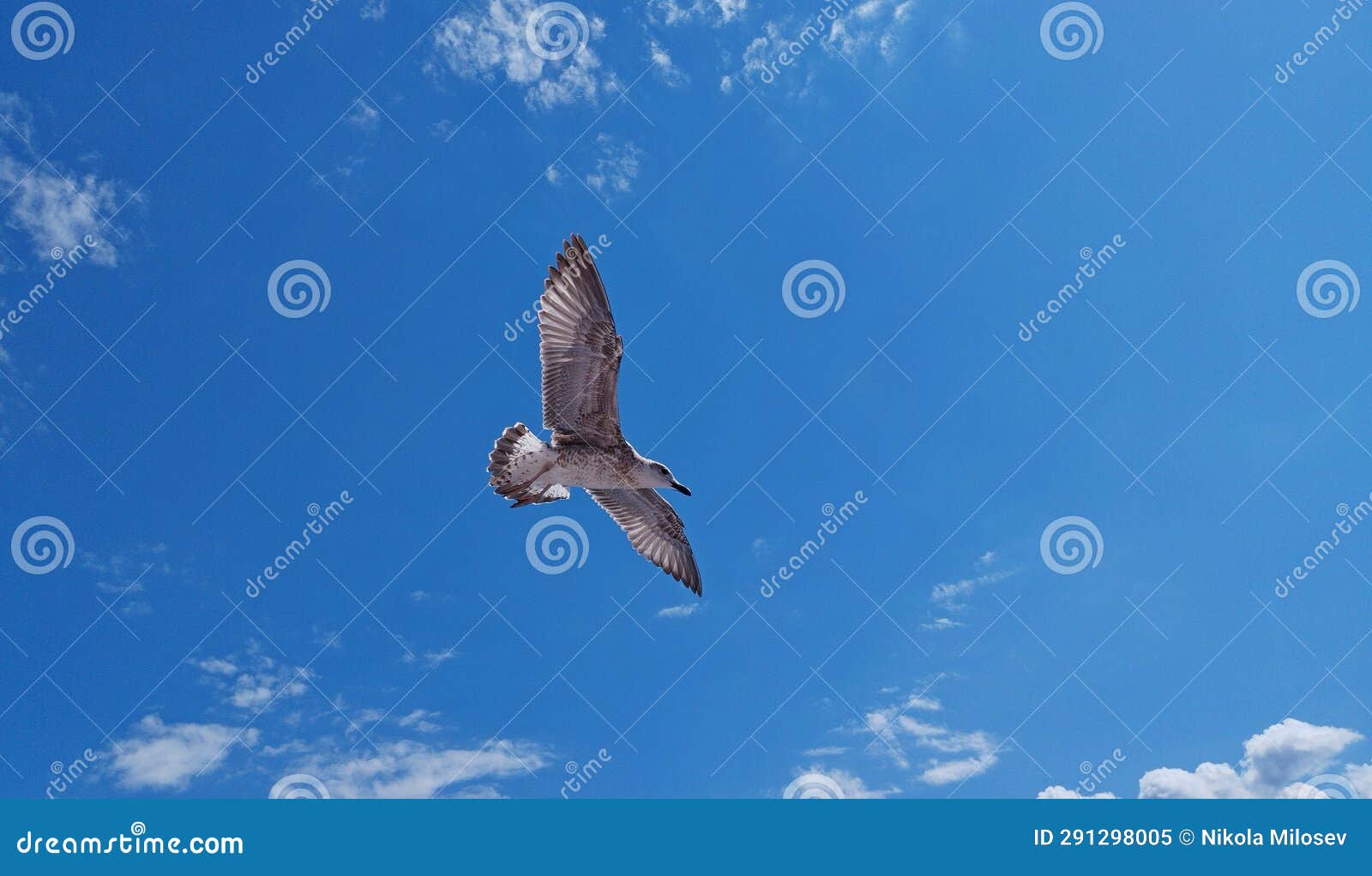 Seagull Flight with Blue Sky in the Background Stock Image - Image of summer, animal: 291298005