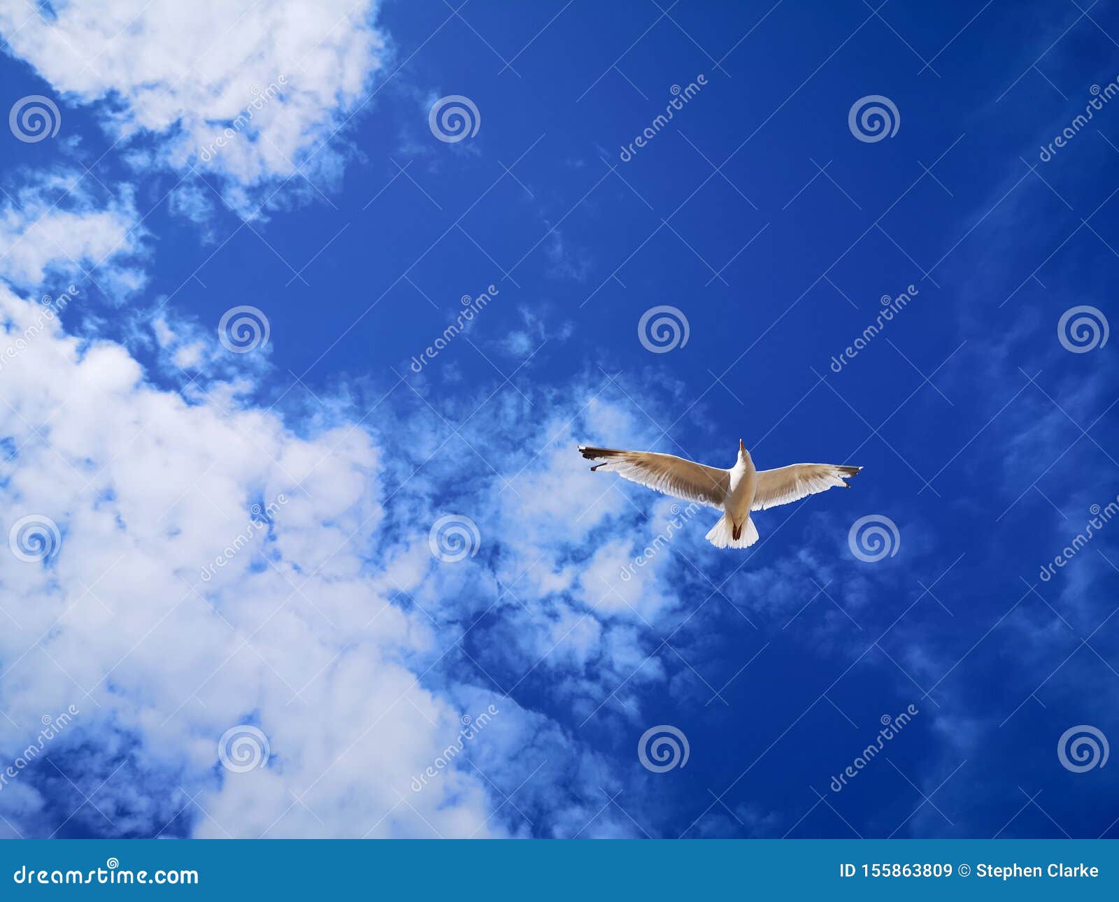 Seagull in Flight in Blue Sky Stock Image - Image of seagull, fluffy ...
