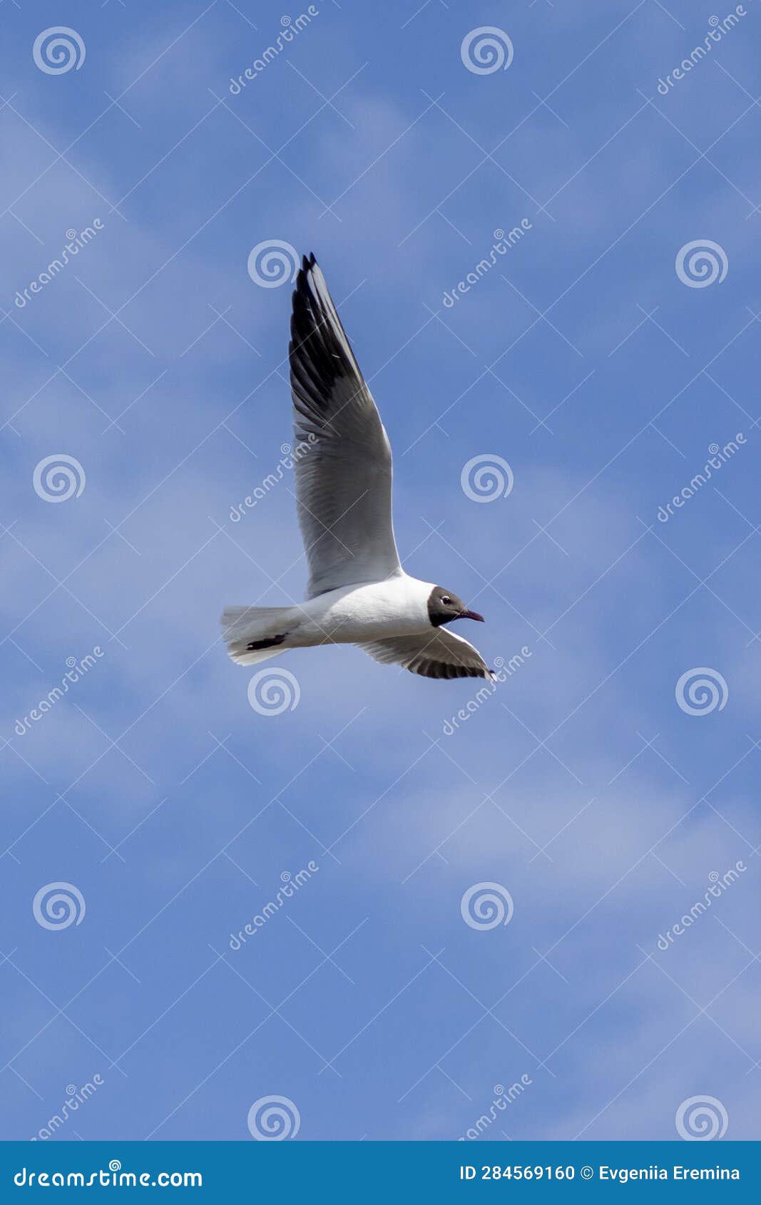 Seagull in flight stock photo. Image of eagle, bird - 284569160
