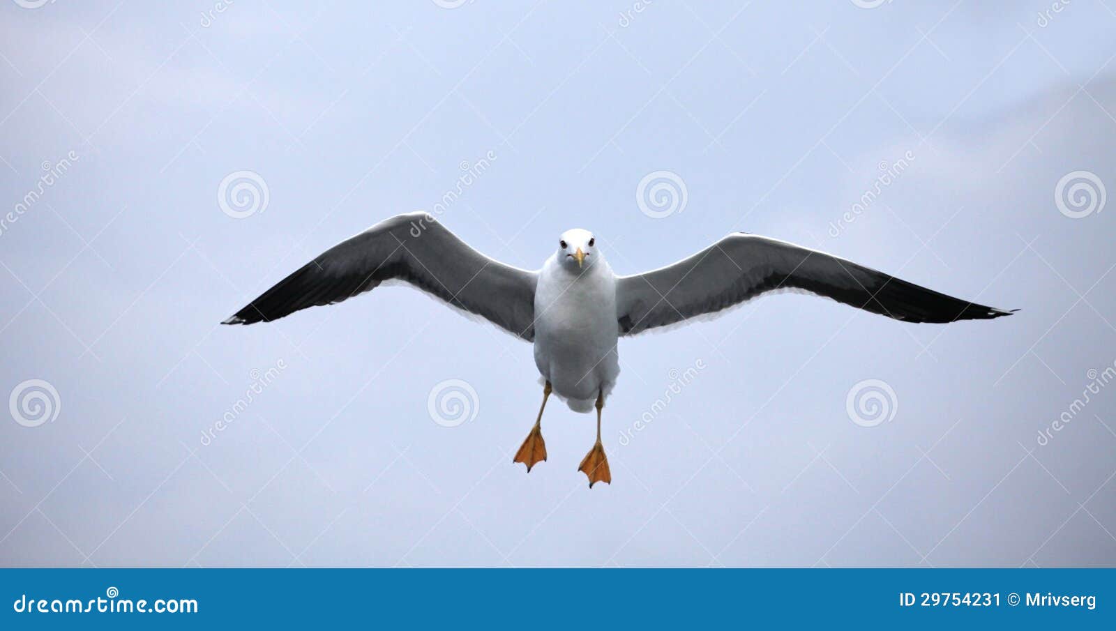 Seagull in flight stock image. Image of feather, animal - 29754231