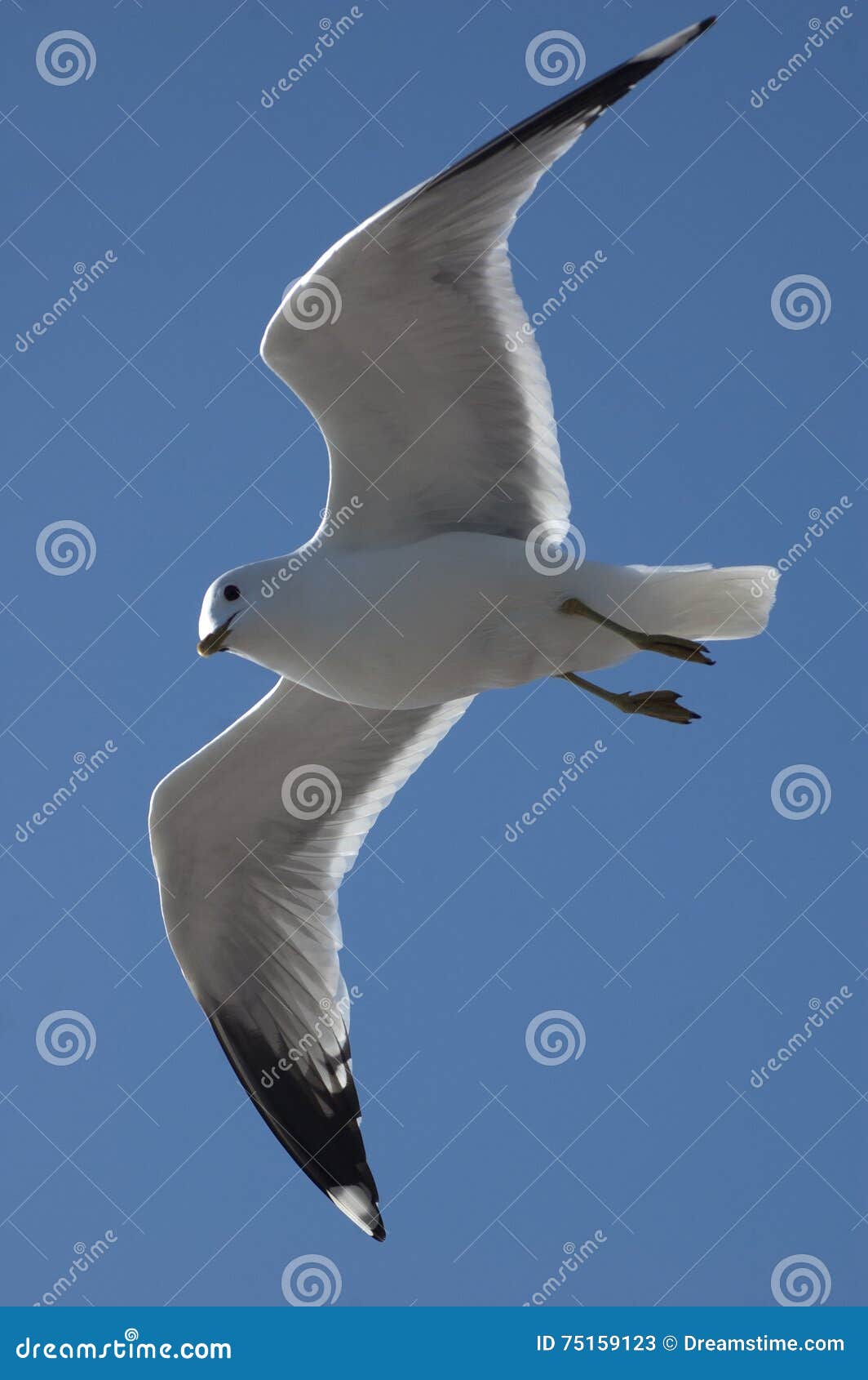 Seagull in flight stock image. Image of flight, sunlight - 75159123