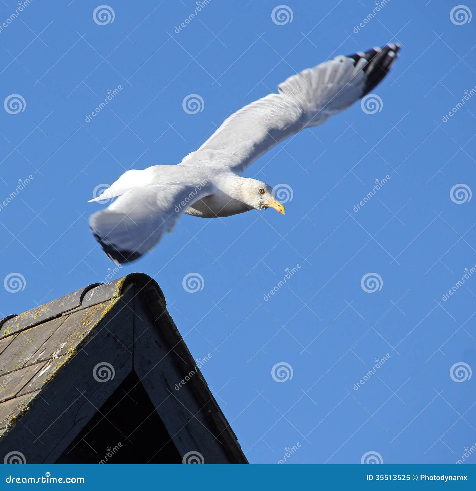 Seagull in flight stock image. Image of coast, seaside - 35513525