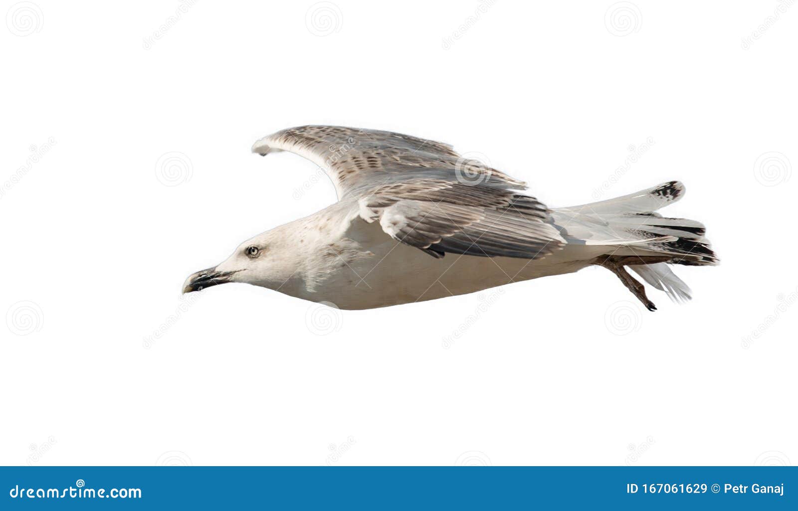 Seagull in Flight from the Side Isolated Stock Image - Image of ...