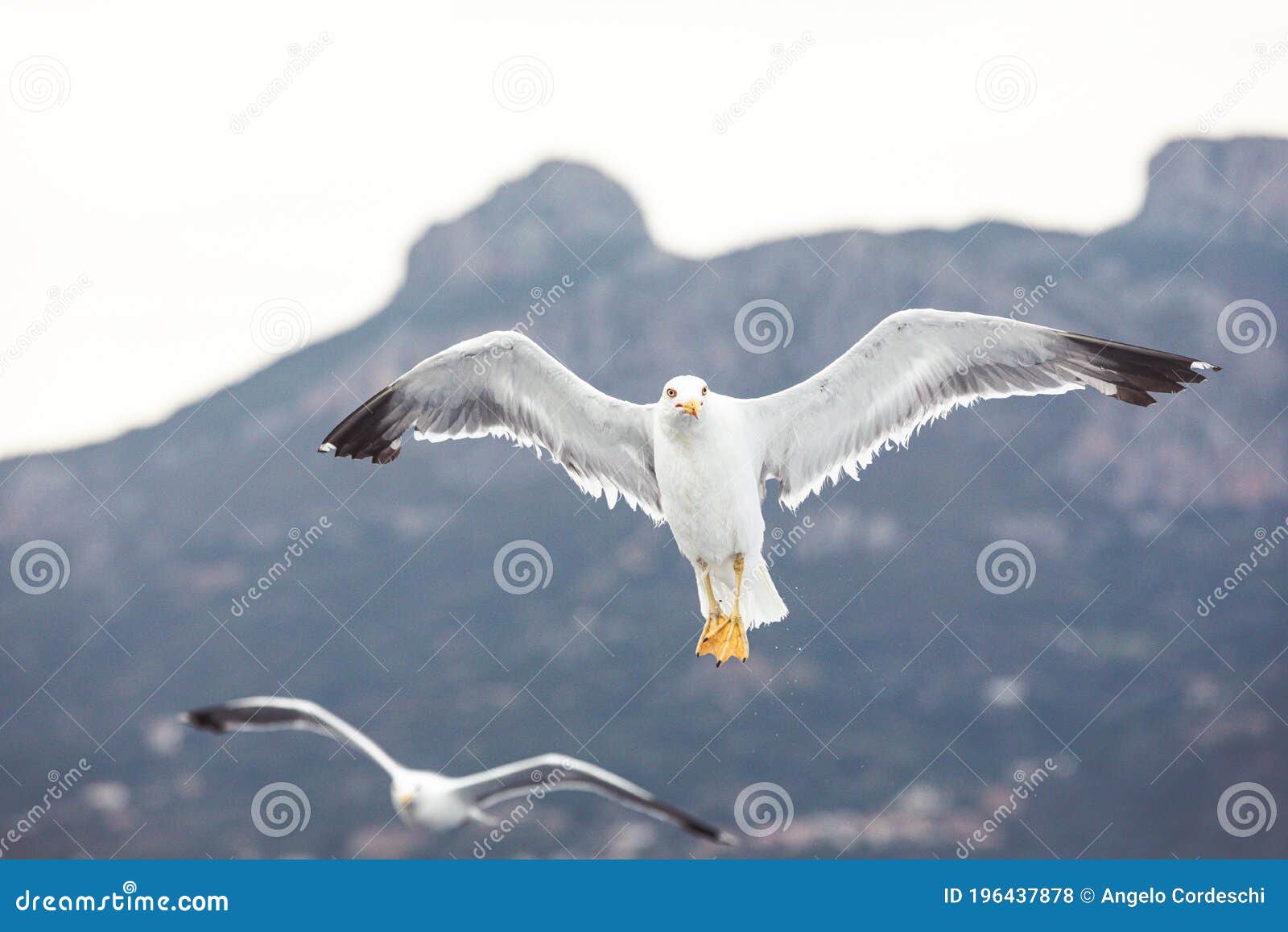 Seagull In Flight With Spread Wings. Summer By The Sea. Mountain In The ...