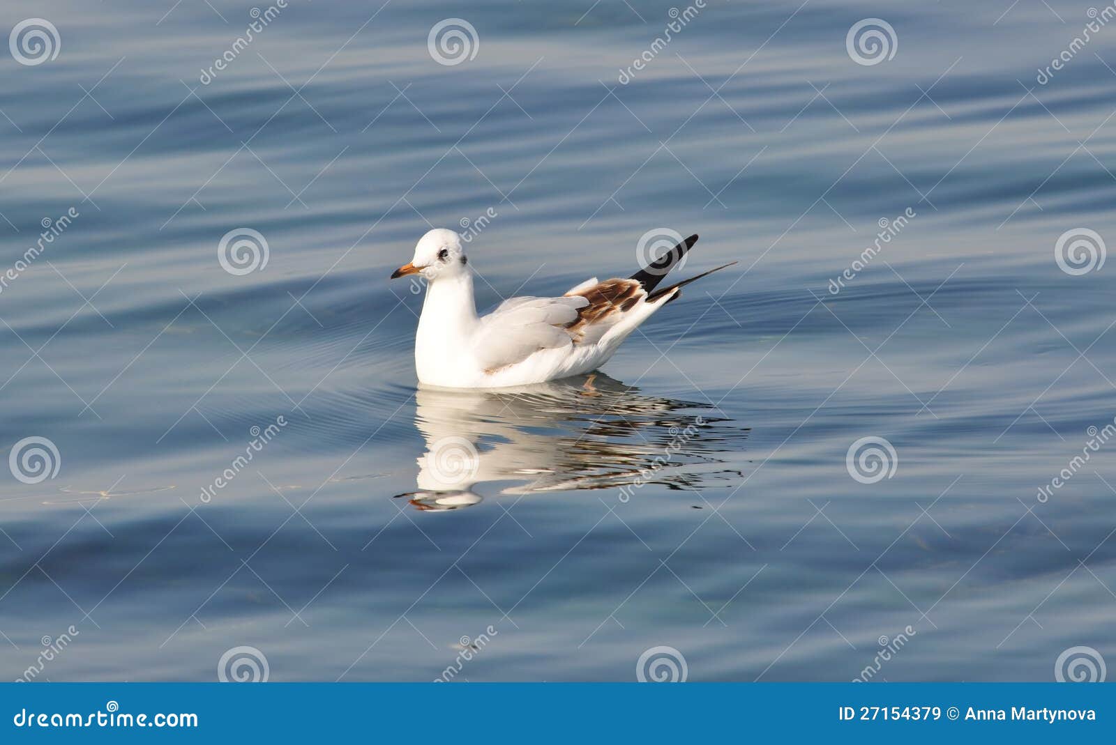 Seagull floating stock image. Image of wildlife, calm - 27154379