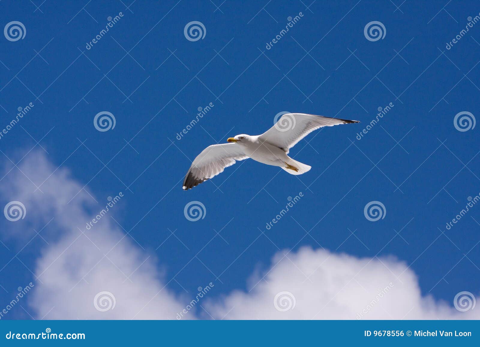 Seagull floating stock photo. Image of wings, harbour - 9678556