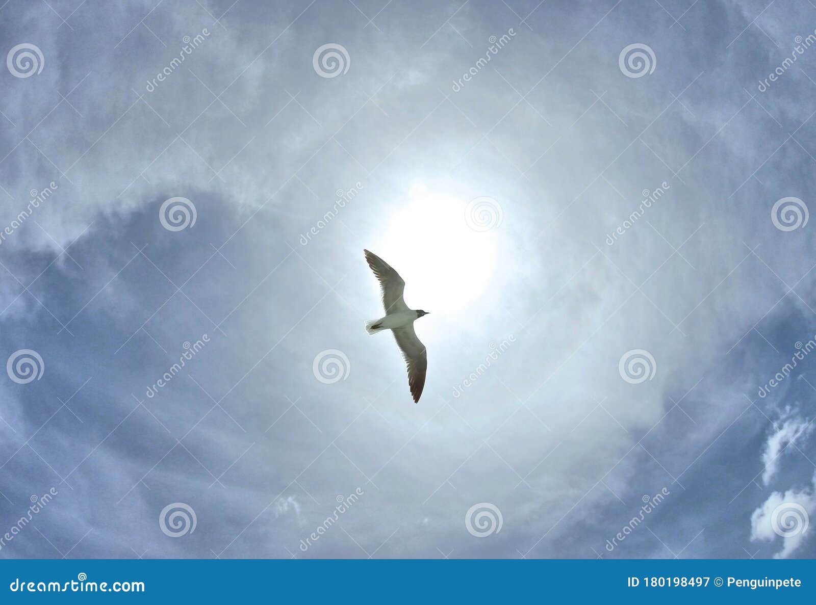 Seagull and Sky stock image. Image of white, salvador - 180198497