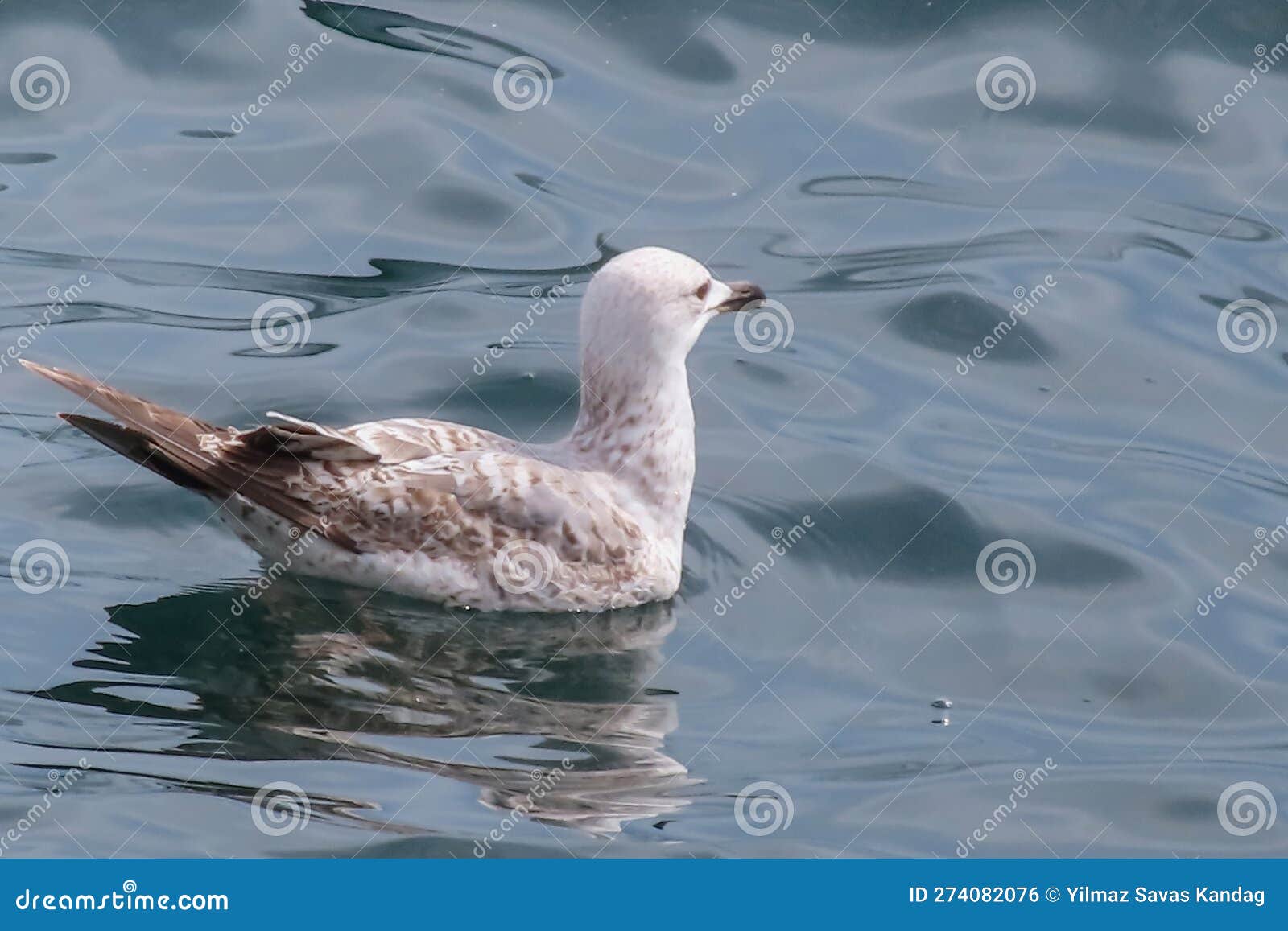 Seagull Floating on the Sea Stock Photo - Image of blue, bird: 274082076