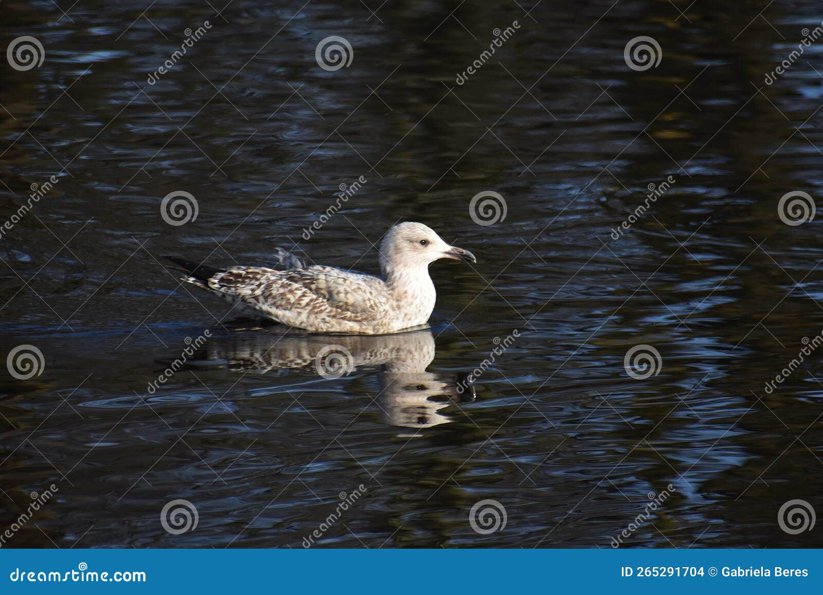 A Seagull, Floating on Water. Stock Photo - Image of animal, bright ...