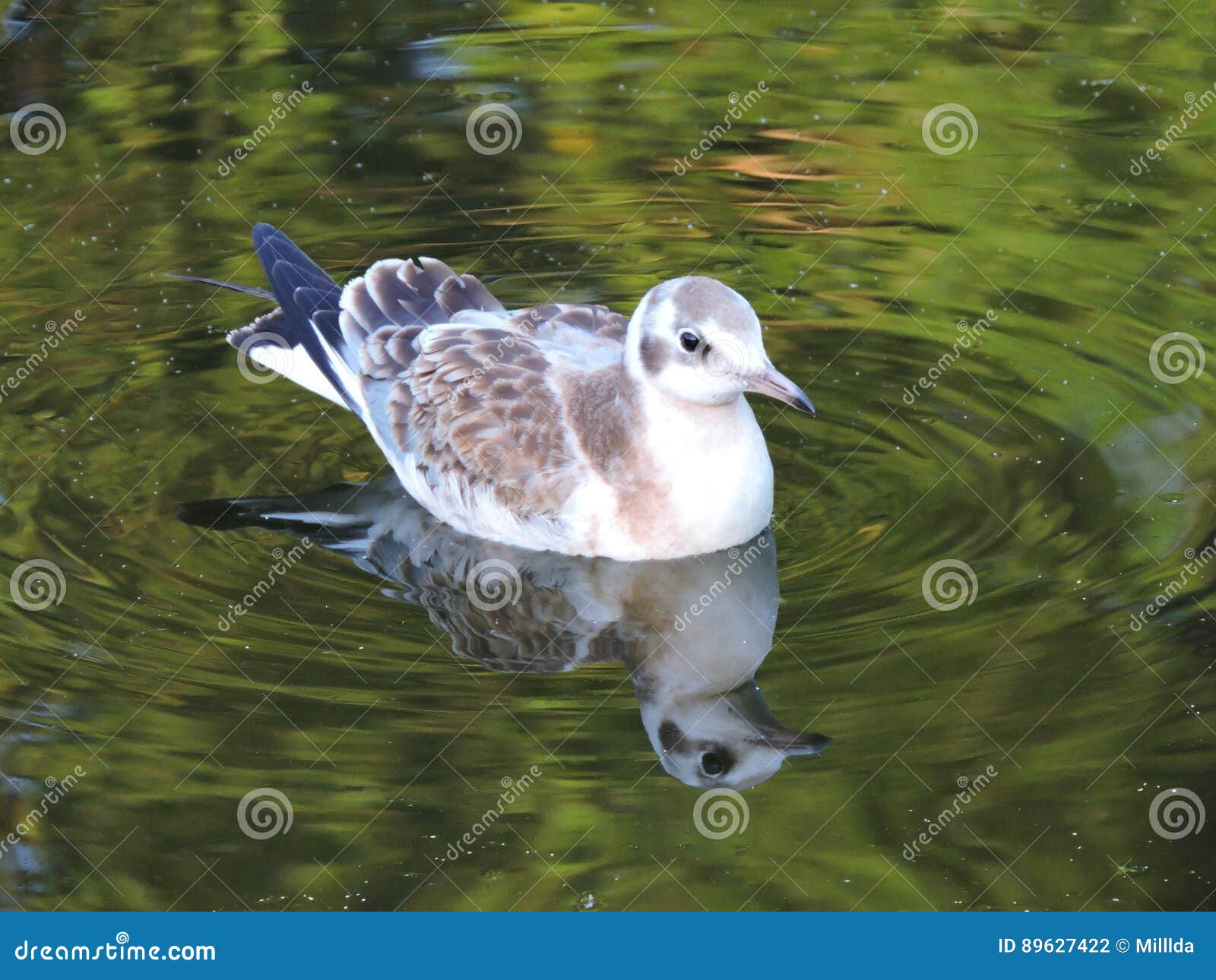 Seagull floating on water stock photo. Image of body - 89627422