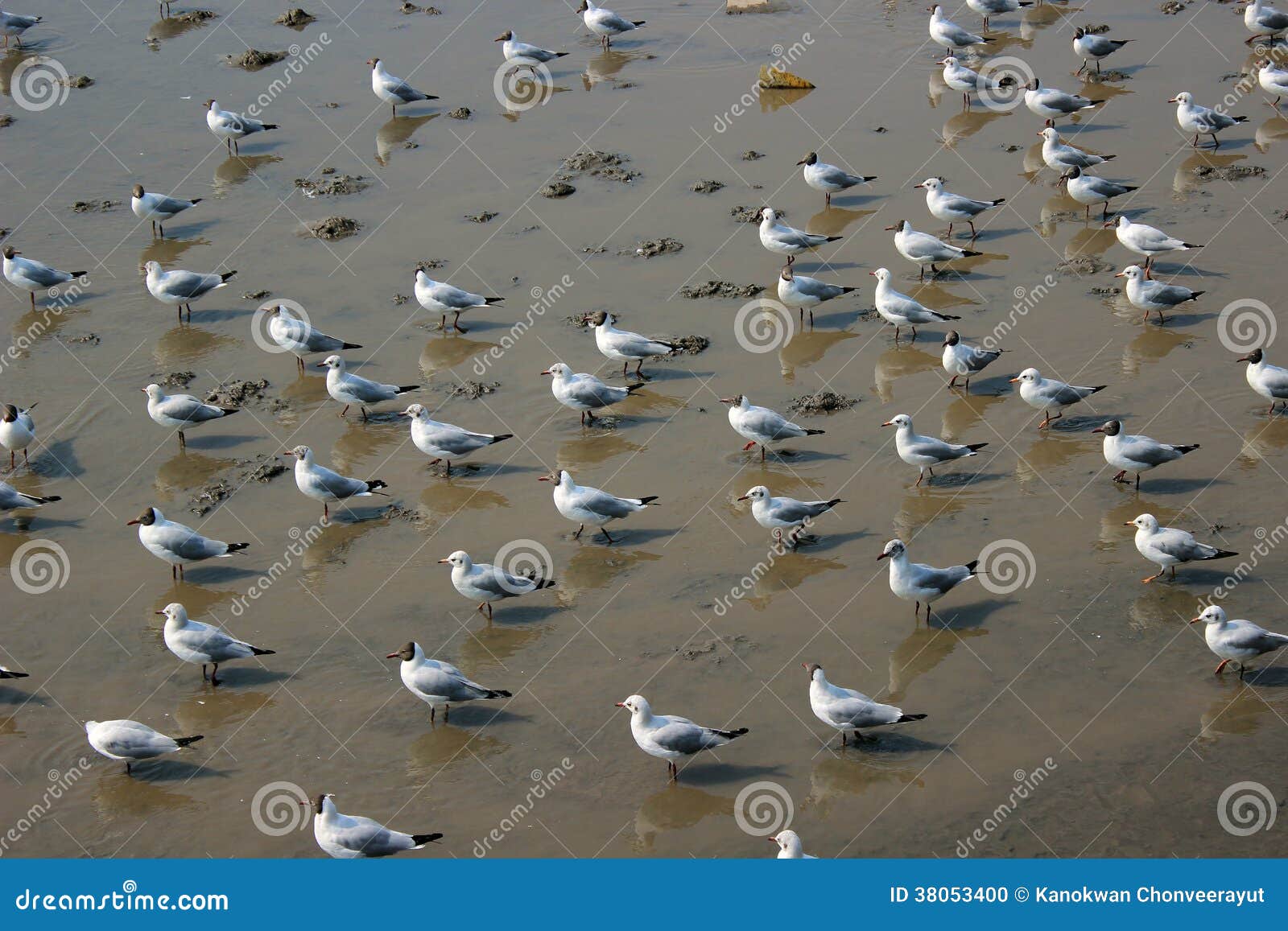 Seagull flock stock photo. Image of shoreline, thailand - 38053400
