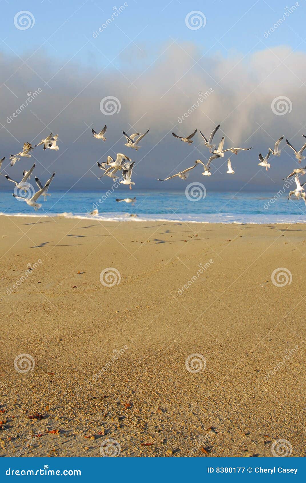 Seagull flock stock image. Image of evening, migration - 8380177