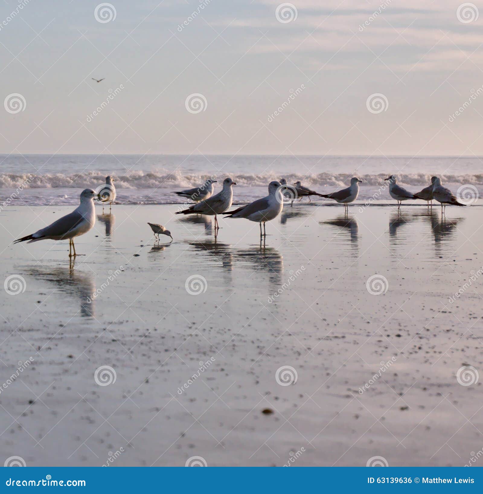 Seagull Flock at Ocean Side Stock Photo - Image of bird, gulls: 63139636