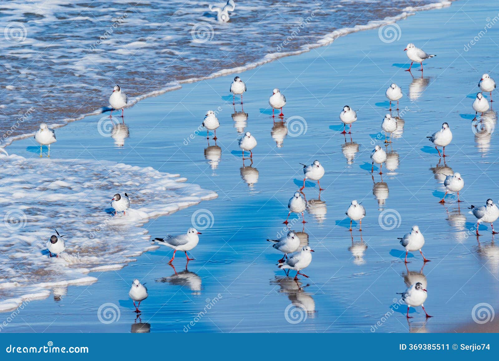 Seagull Flock Sitting, Flying On The Ruined Concrete Dock And Boats In ...