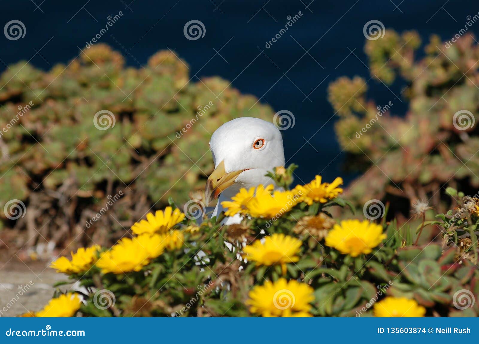 Seagull in flowers stock photo. Image of wildlife, nesting - 135603874