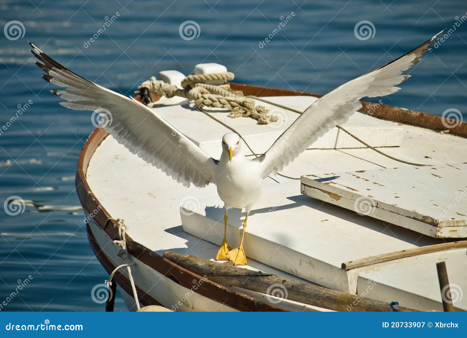 Seagull Flown Away from Boat Stock Image - Image of closeup, flight ...