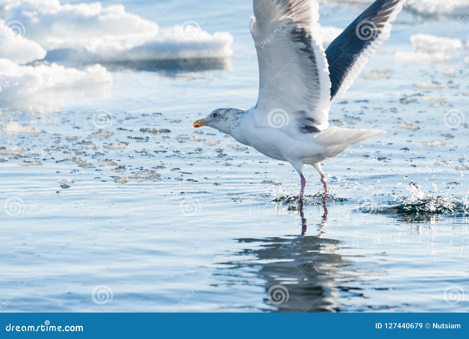 Seagull in Japan stock image. Image of seagull, blue - 127440679