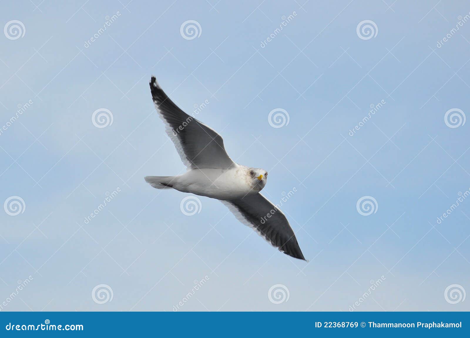 Seagull fly over the sea stock image. Image of bird, soar - 22368769