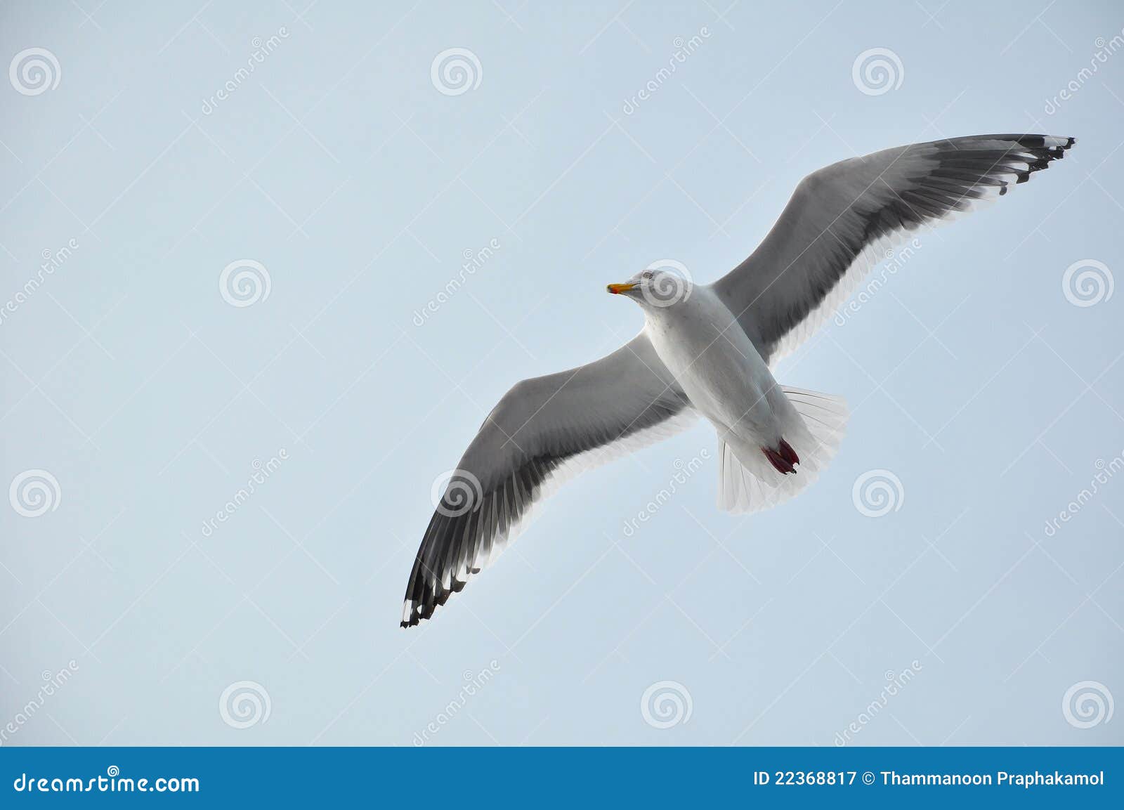Seagull fly over the sea stock image. Image of herring - 22368817