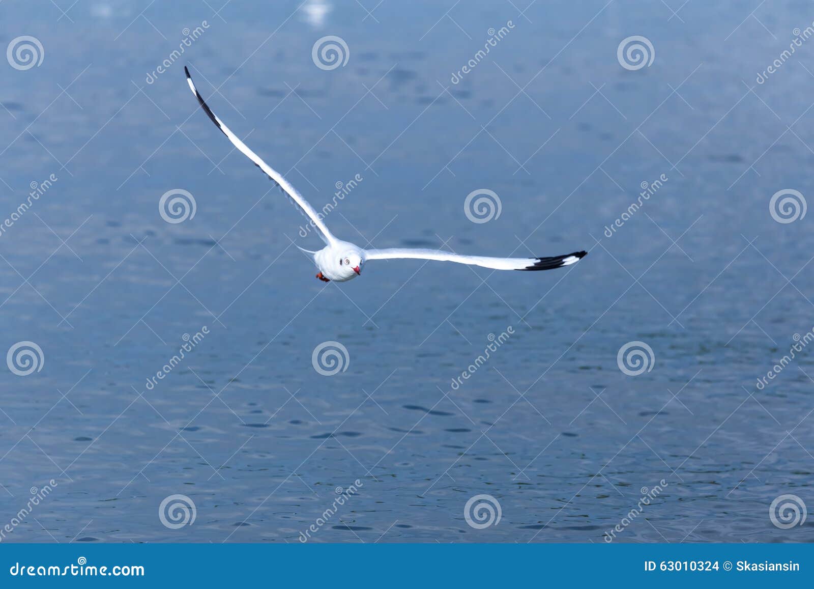 Seagull fly over water stock photo. Image of white, freedom - 63010324