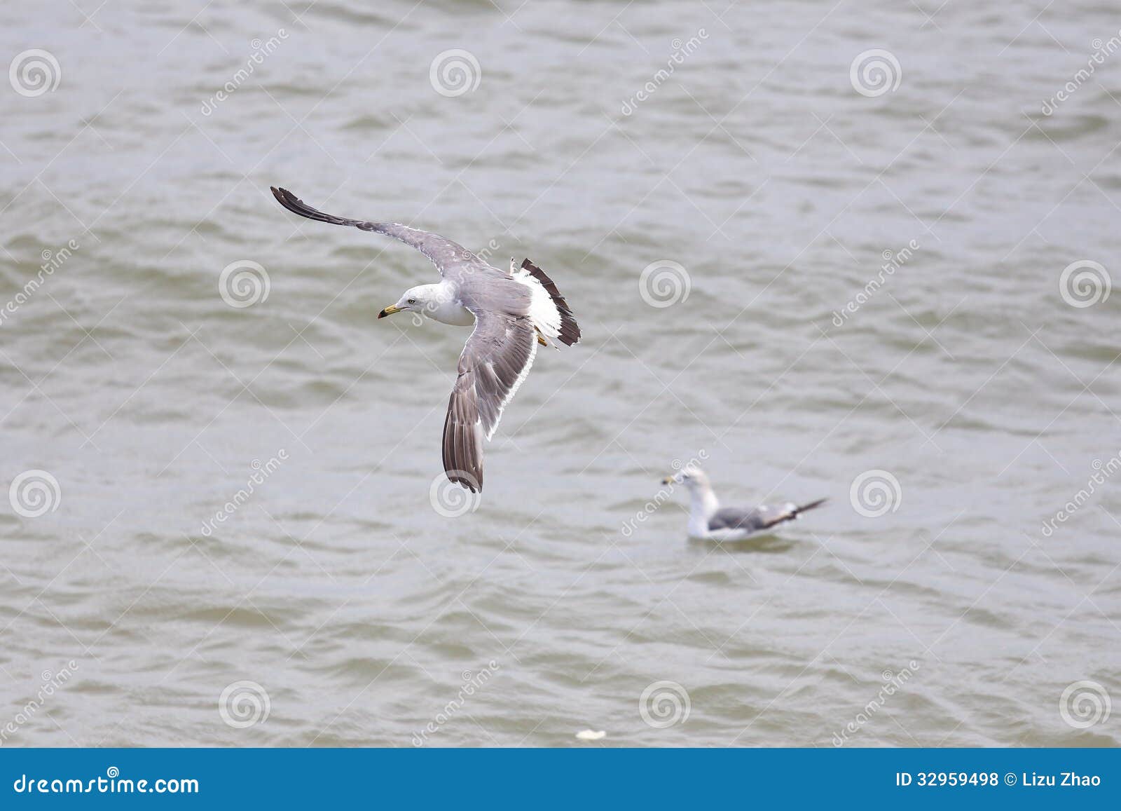 Seagull fly stock photo. Image of beak, ocean, wave, flying - 32959498