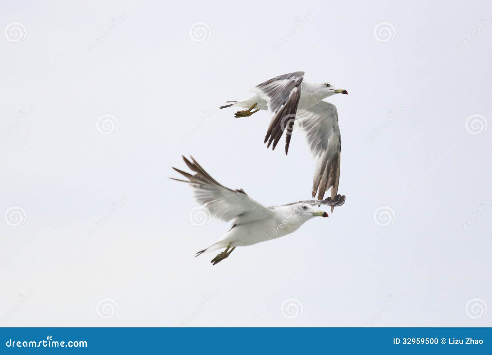Seagull fly stock photo. Image of gull, animal, wildlife - 32959500