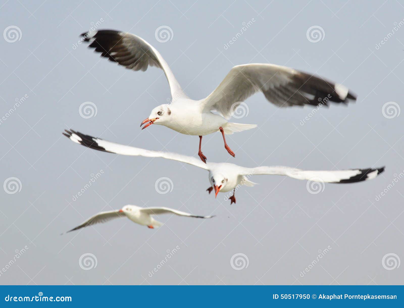 Seagull fly stock photo. Image of animal, natural, seagull - 50517950