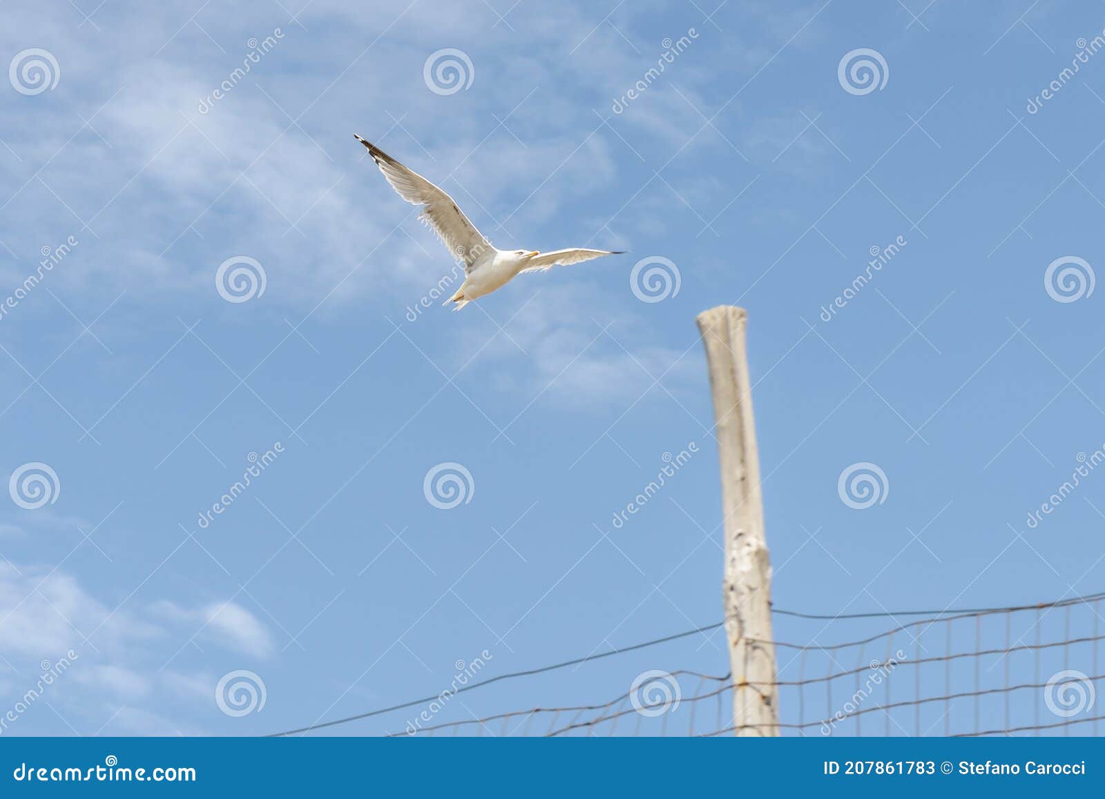 Seagull fly stock image. Image of seagull, freedom, blue - 207861783