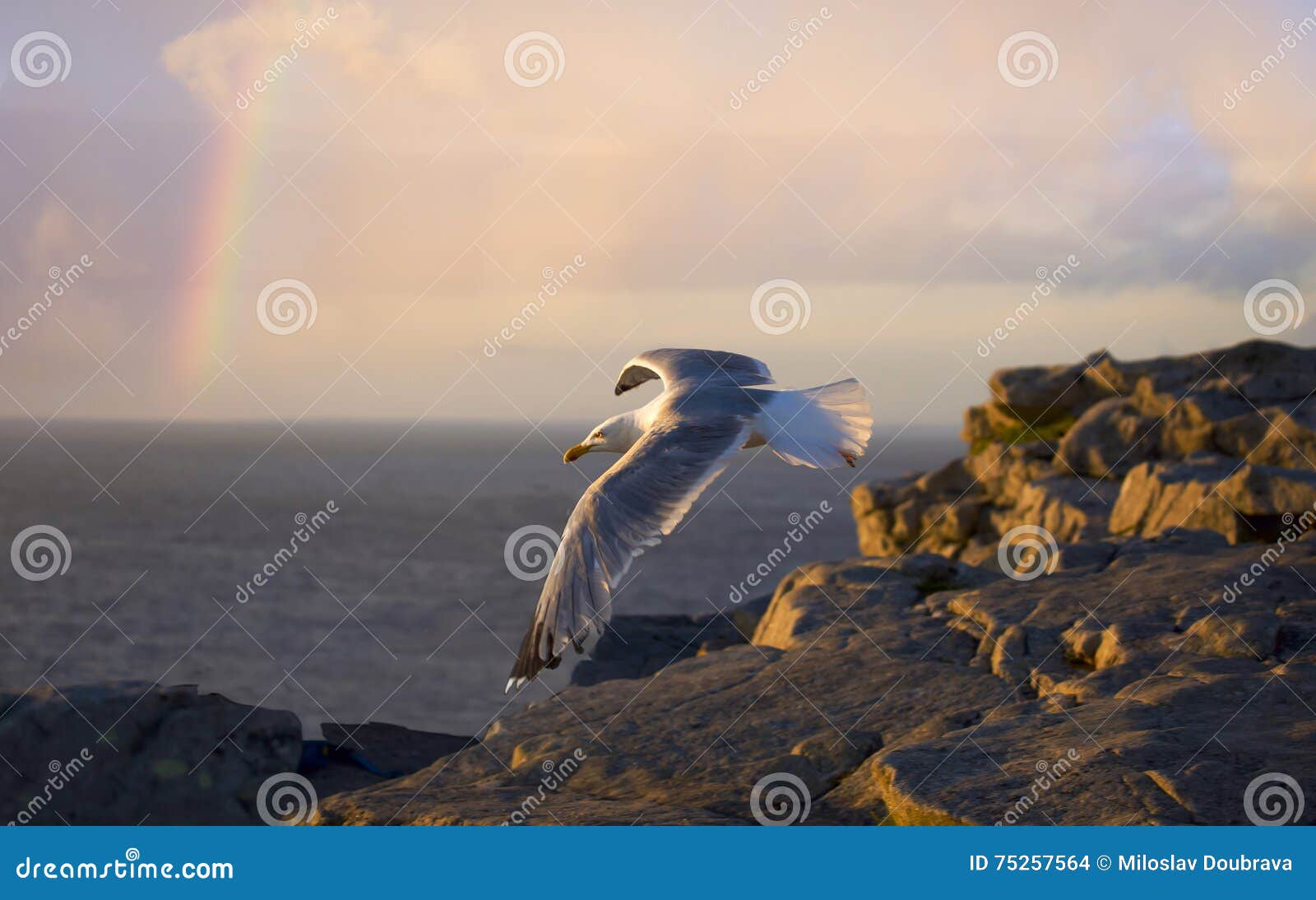 Seagull stock photo. Image of cape, seagull, atlantic - 75257564