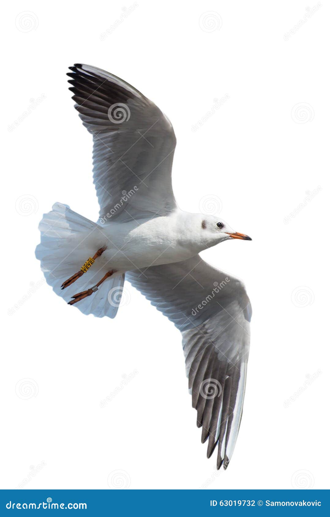 Seagull flyimg isolation stock photo. Image of flyimg - 63019732