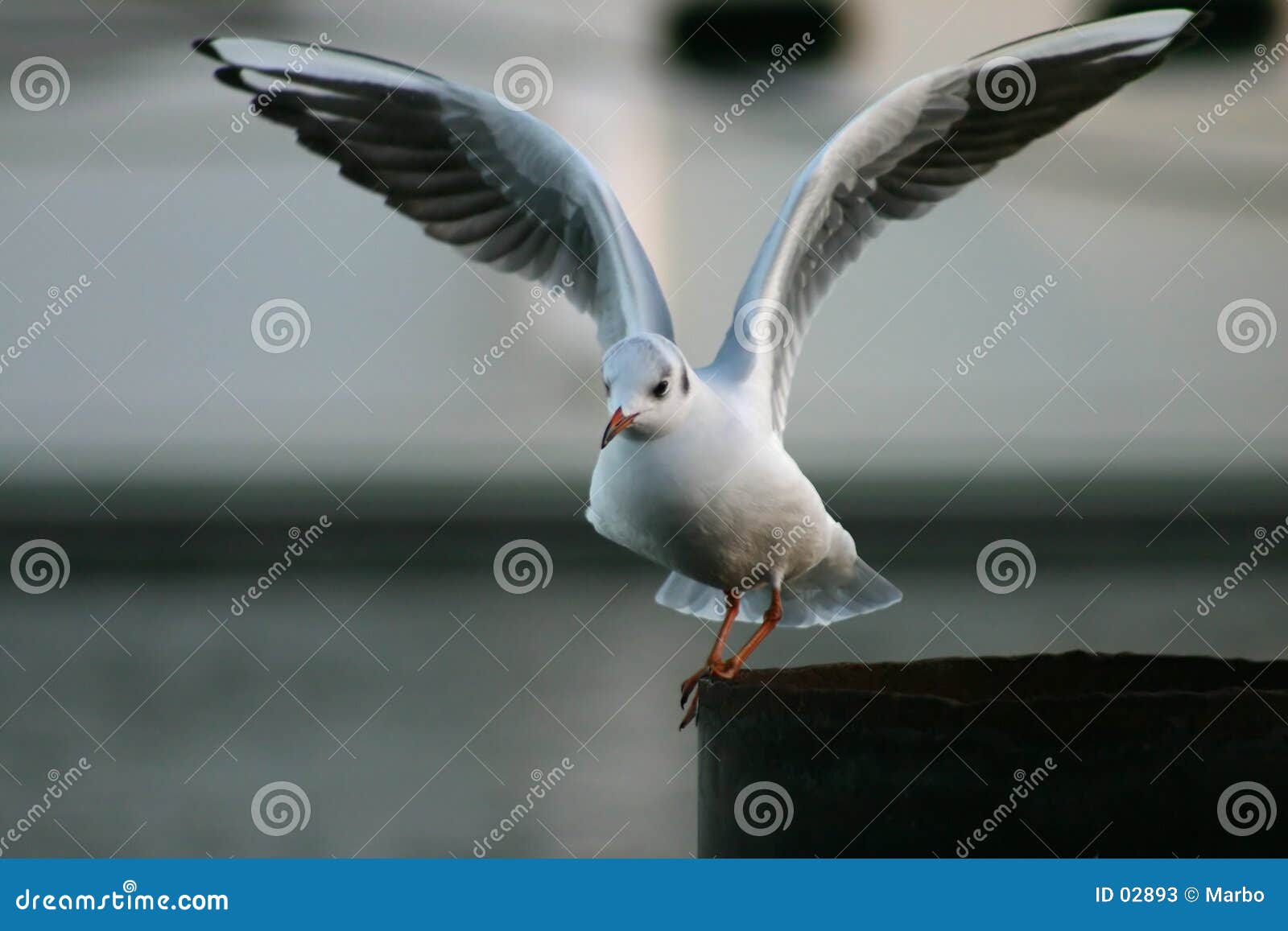 Seagull flying stock image. Image of flight, gull, seagull - 2893