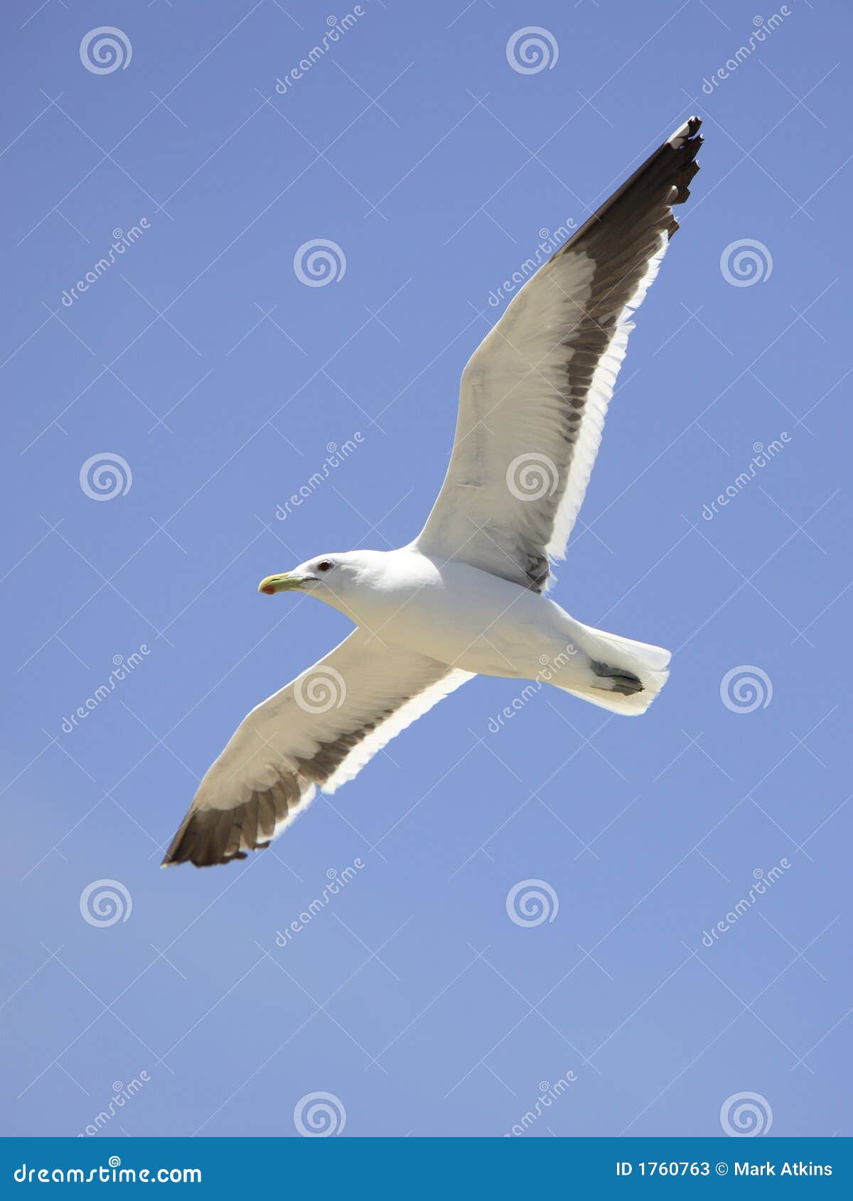 Seagull flying stock image. Image of watching, daytime - 1760763