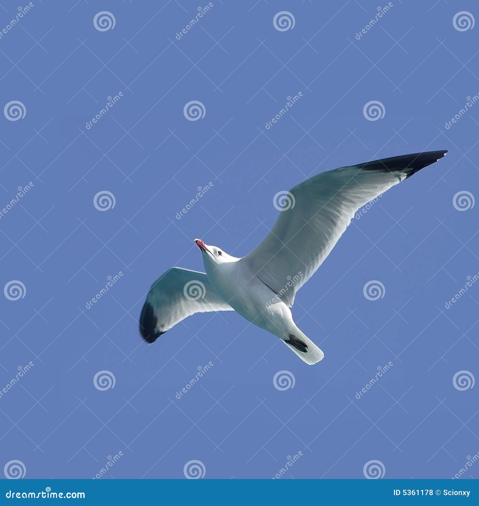 The Seagull Is Flying With Beautiful Wings At Silhouette Stock Photo ...