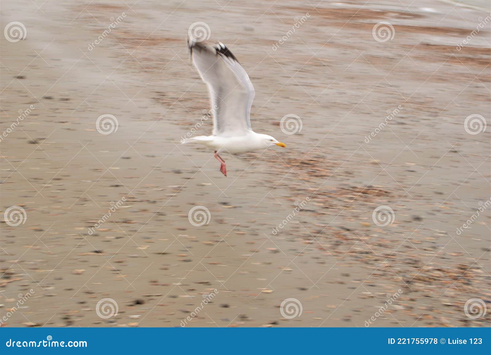 A Seagull is Flying Above the Beach Stock Photo - Image of beach, blue ...