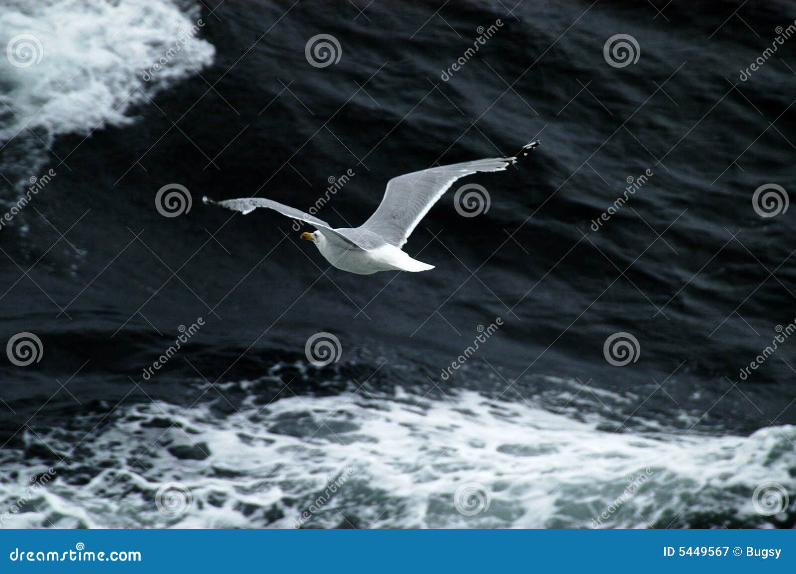 Seagull Flying Above Ocean Waves Stock Image - Image of movement ...