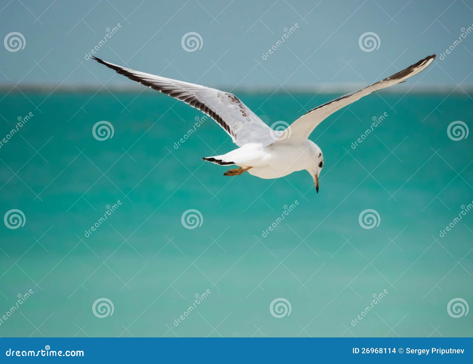 Seagull flying away stock photo. Image of gulls, explore - 26968114