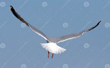 Seagull Flying Away stock image. Image of feathers, bird - 946709