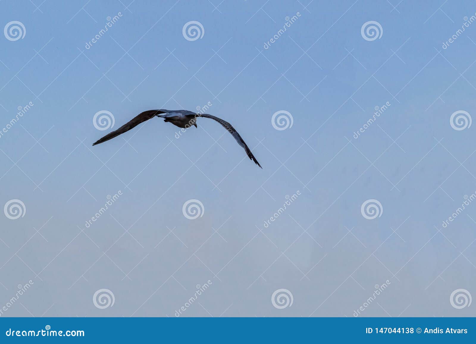 Seagull Flying Away Wings Spread on Blue Sky Background from Behind ...