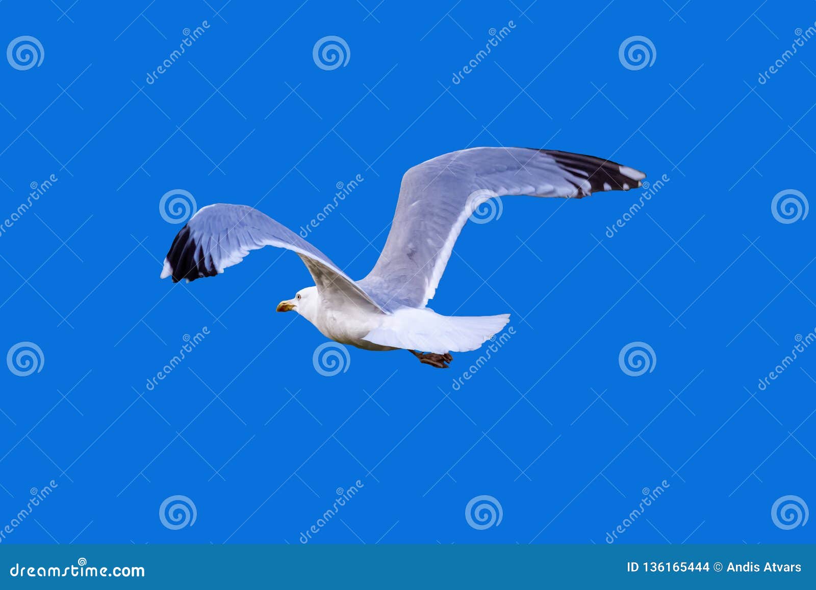 Seagull Flying Away Wings Spread Isolate on Blue Background from Behind ...