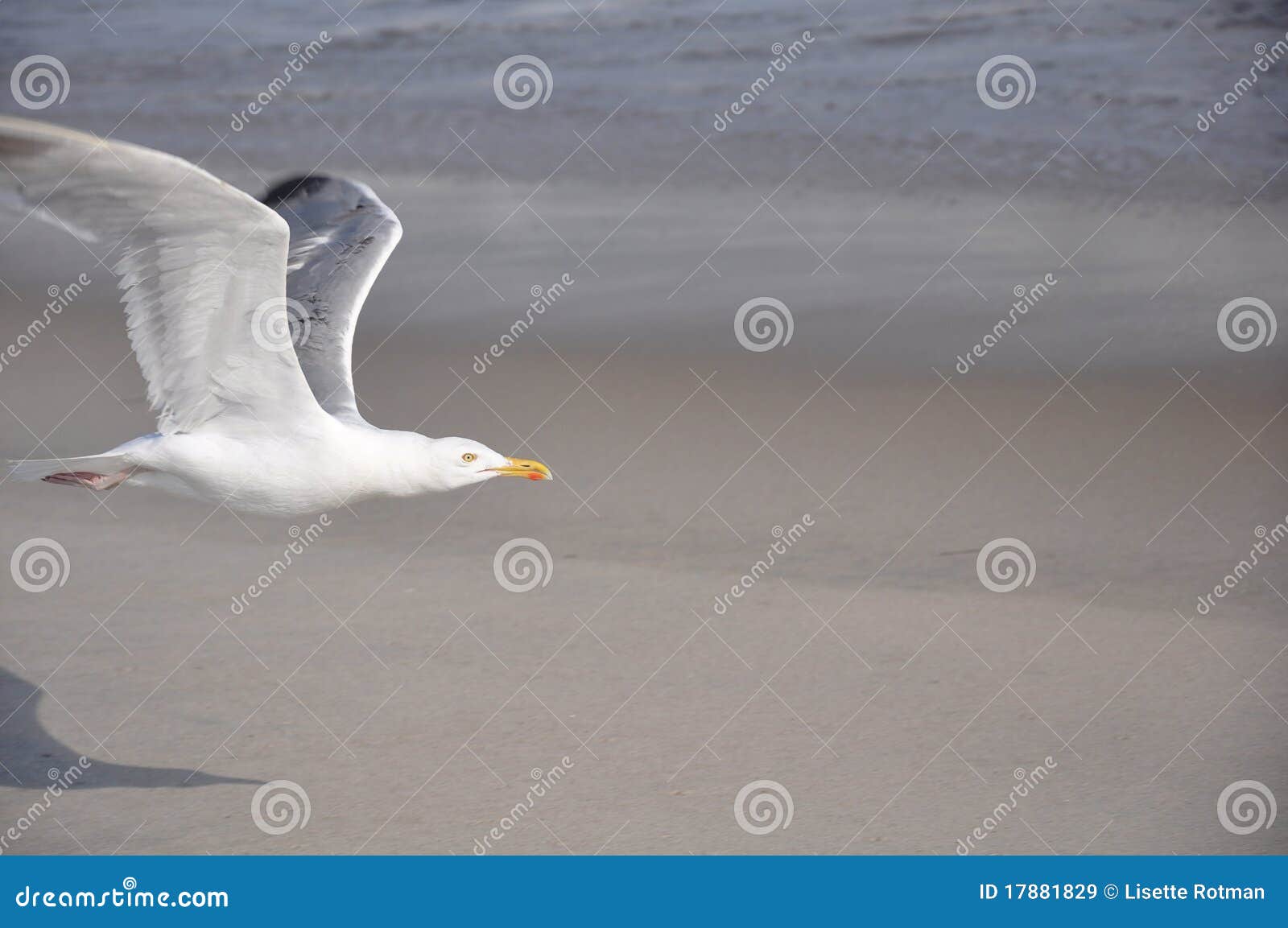Seagull flying on beach stock image. Image of wings, wildlife - 17881829