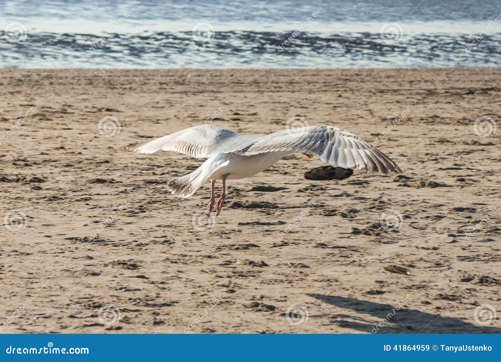 Seagull flying at beach stock image. Image of liberty - 41864959