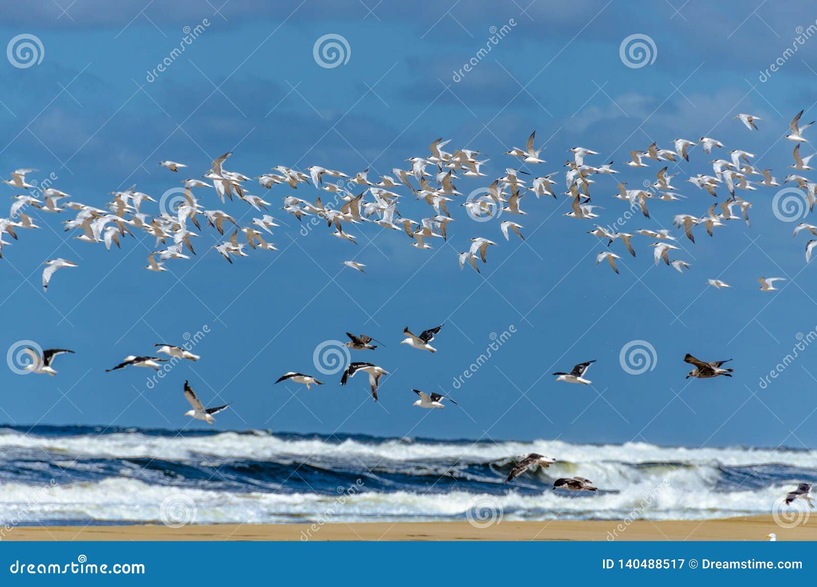 Seagull Flying in the Beach Stock Image - Image of beach, birds: 140488517