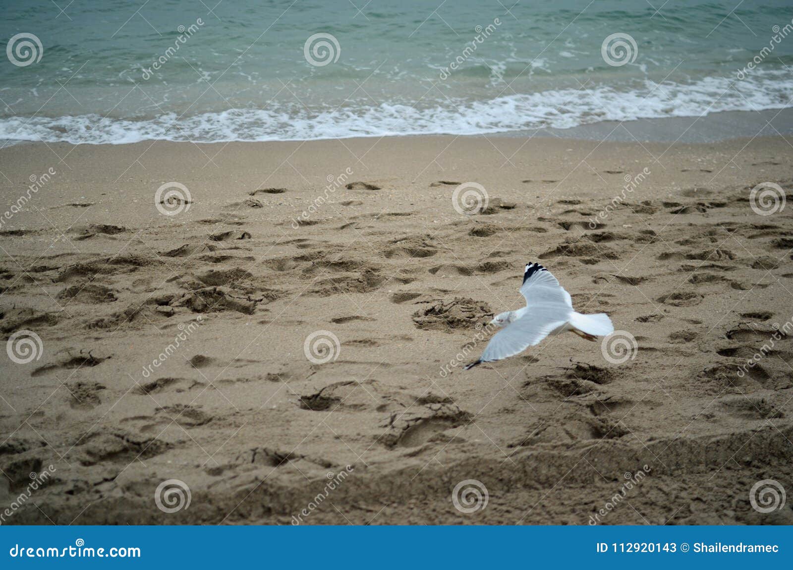 Seagull Flying on the Beach Stock Image - Image of travel, sand: 112920143