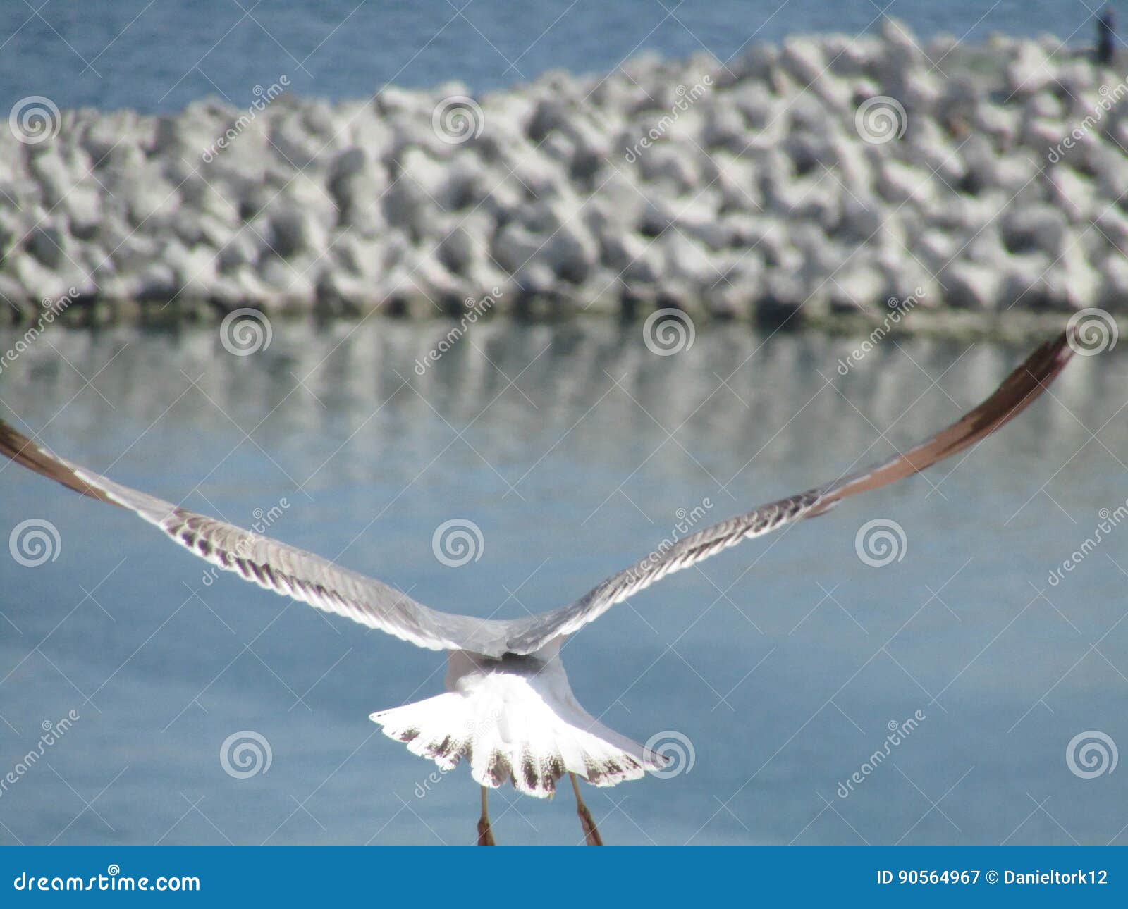 Seagull flying from behind stock image. Image of space - 90564967