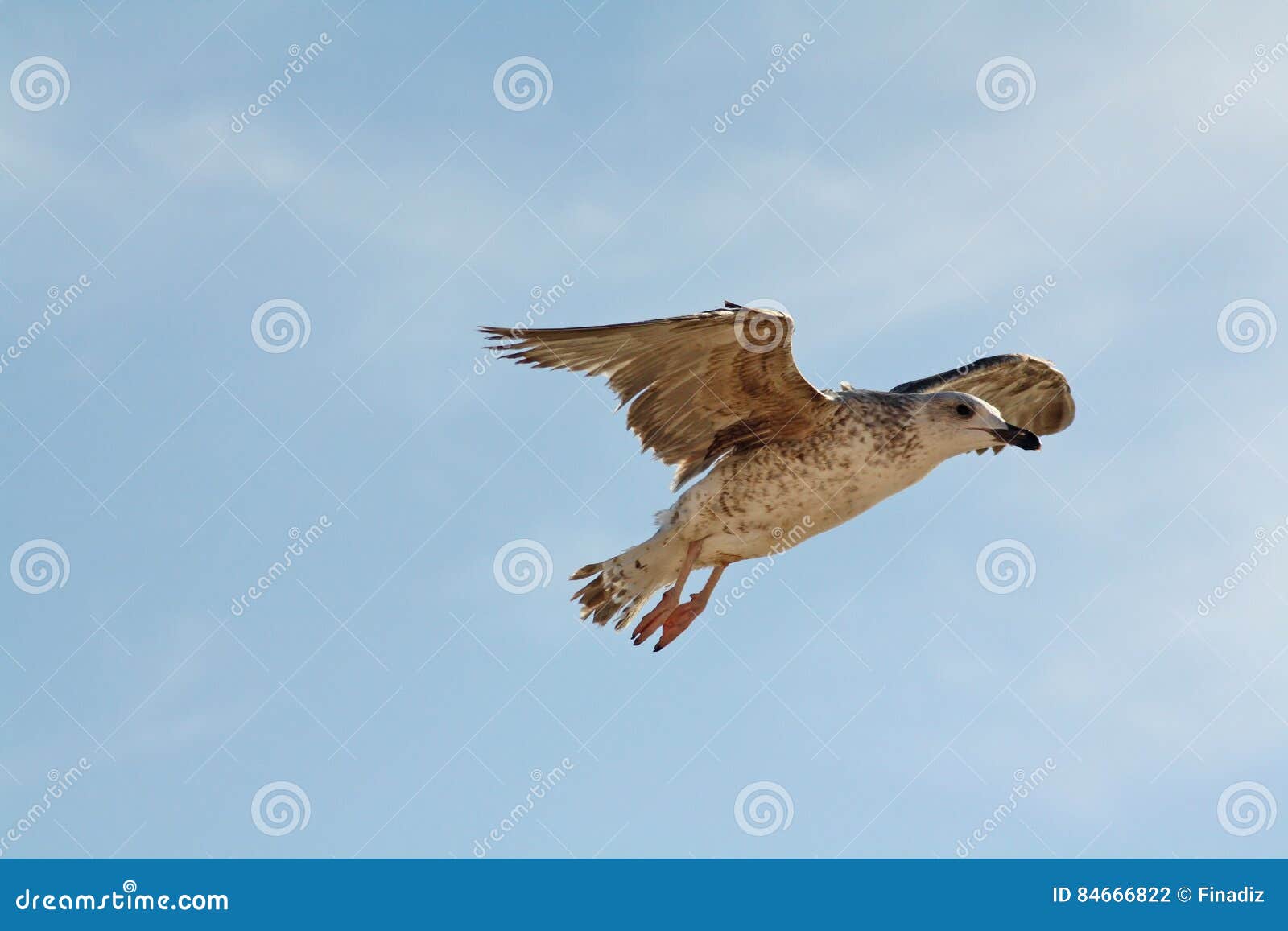 Seagull flying. stock photo. Image of plan, claws, pair - 84666822