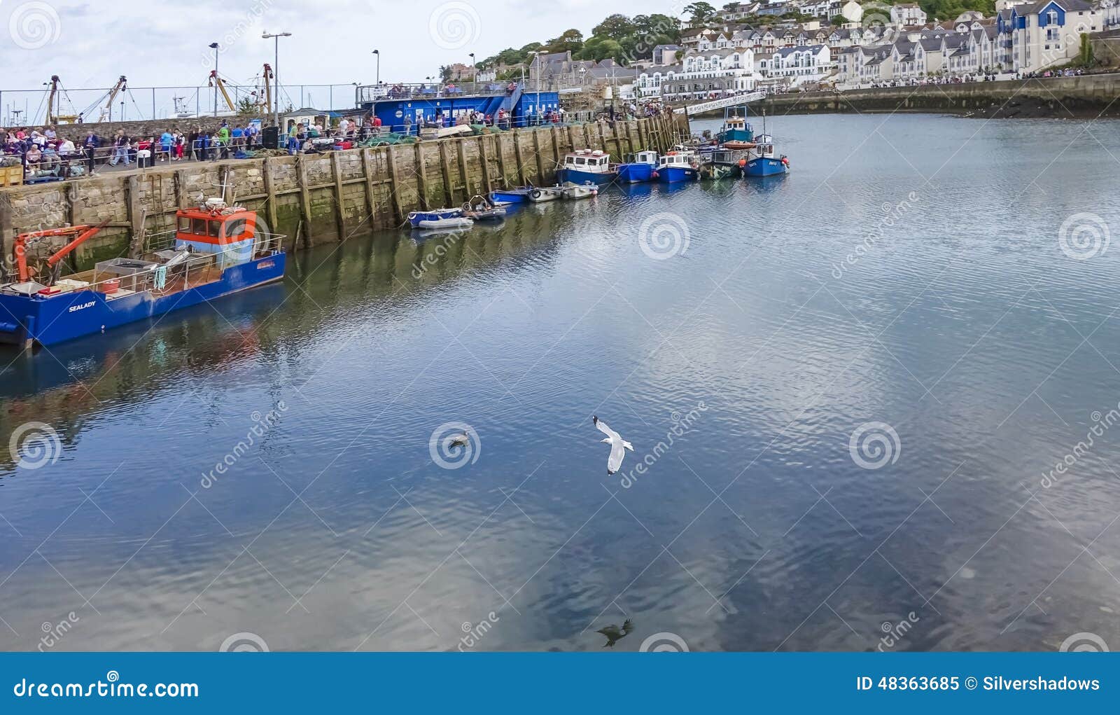 Seagull Flying Brixham Devon England UK Editorial Image - Image of ...