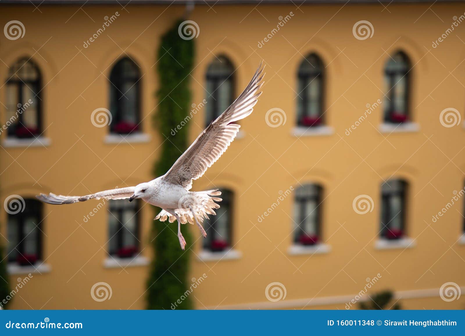 Seagull Flying on City, Istanbul Turkey Stock Photo - Image of ...