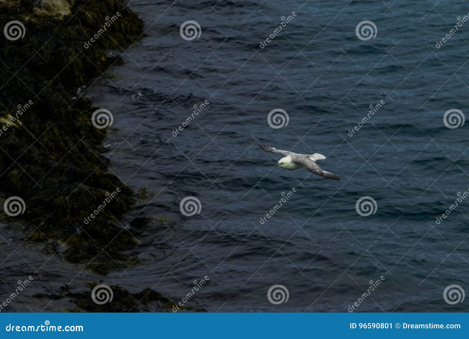 Seagull Flying stock image. Image of bird, water, harbor - 96590801