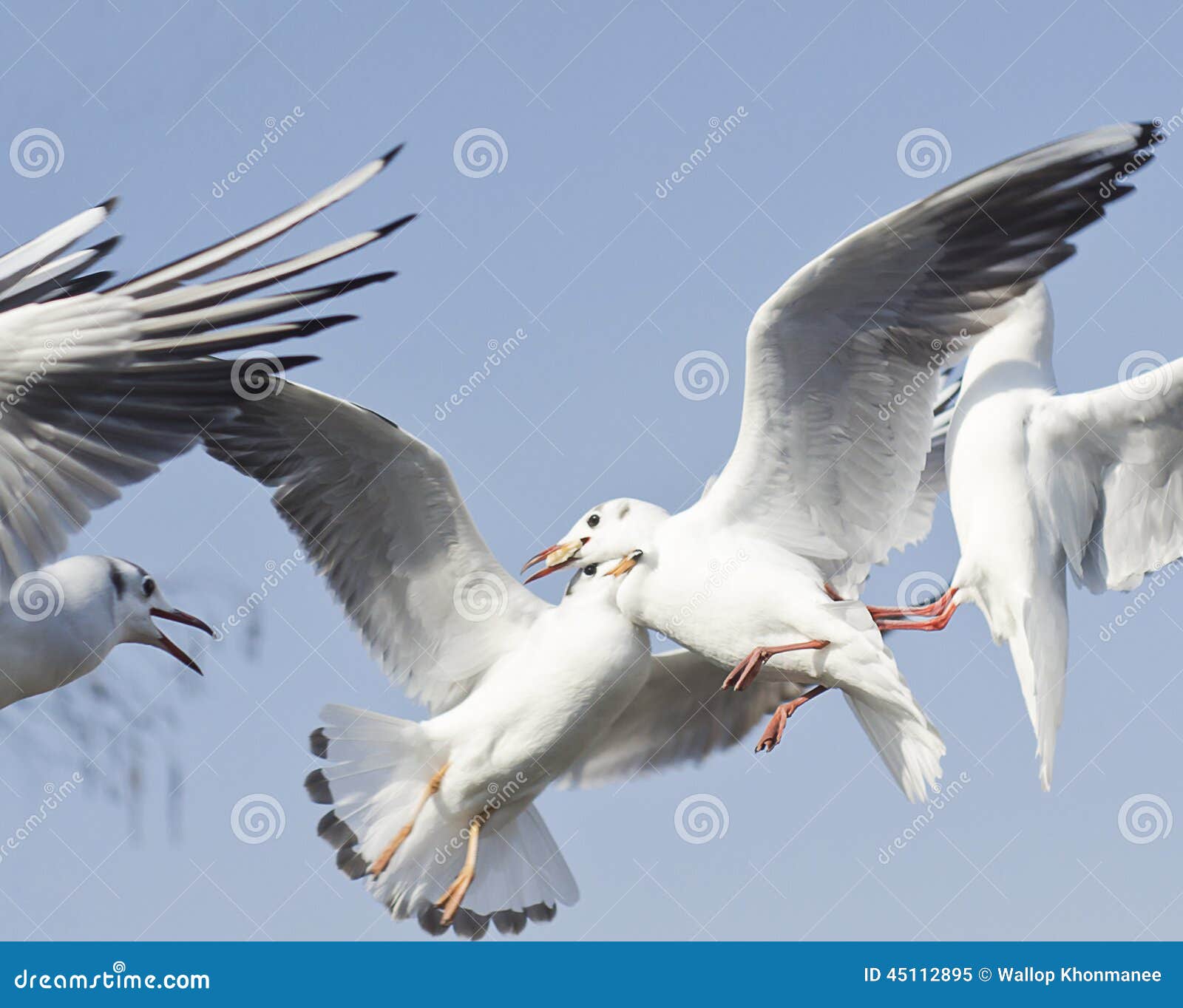 Seagull is flying stock image. Image of care, eating - 45112895