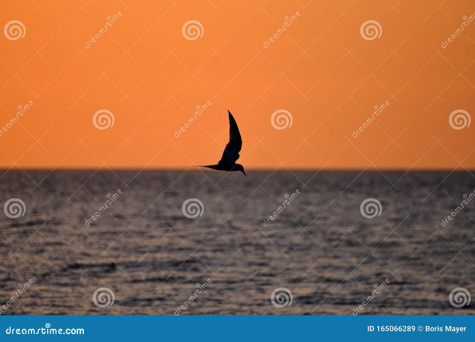 A Seagull Flying in Front of a Sunset Stock Image - Image of demise ...